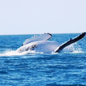 Broome's Catalina WWII Flying Boat Wrecks