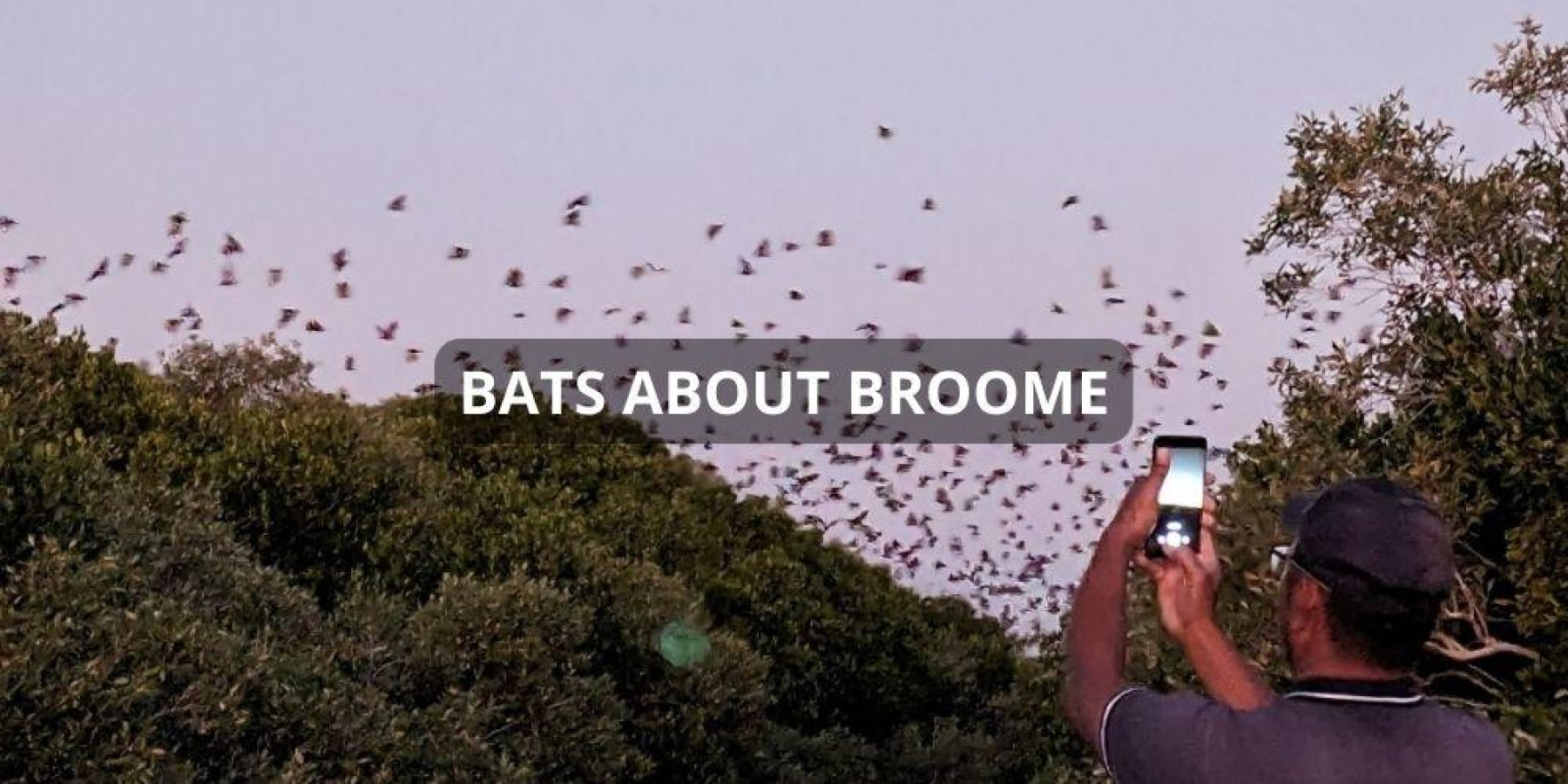 Bats About Broome!