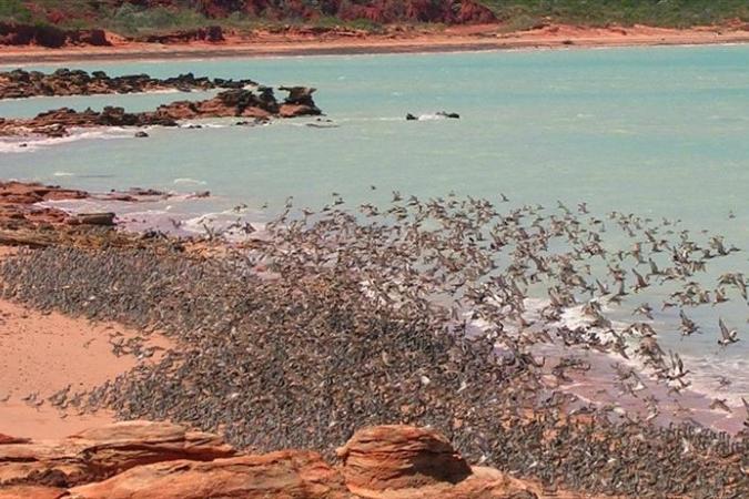 Broome Bird Observatory TOURS - Broome Visitor Centre